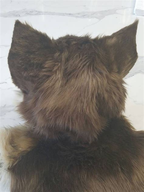 Realistic Tabby Cat Fursuit Head Etsy Australia