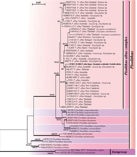 Bayesian Inference Tree Generated From The Concatenated Its And Lsu