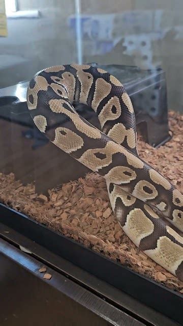 ballpython ballpythoncommunity ballpythonmorph