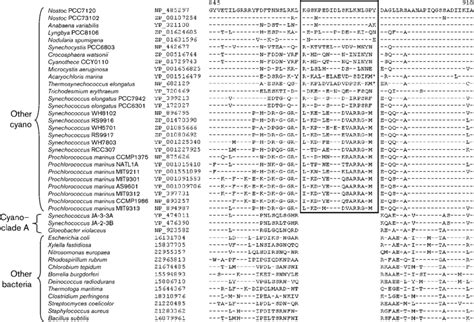 Partial Sequence Alignment Of DNA Polymerase I Pol I Showing A Large Download Scientific