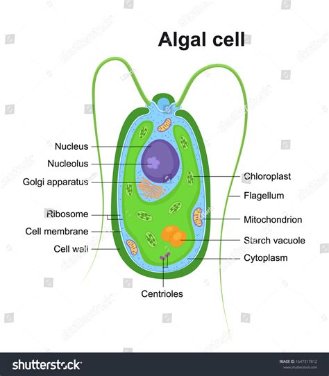 632 Cells Algae Stock Vectors Images And Vector Art Shutterstock
