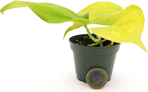 Powers To Flowers Potos Scandens Neon Mini Ideale Per Terrarium Pianta Vera Powers To