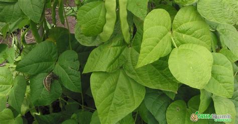 9 Reasons Why Your Green Bean Leaves Are Turning Yellow Solutions To