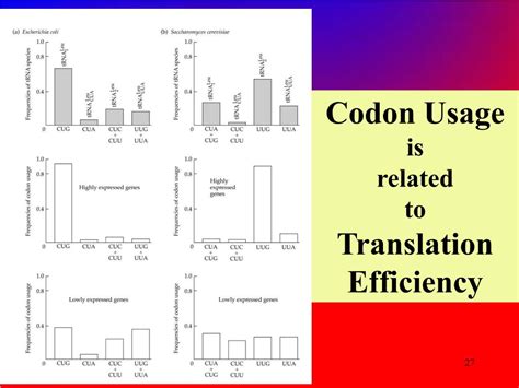 PPT Codon Usage PowerPoint Presentation Free Download ID