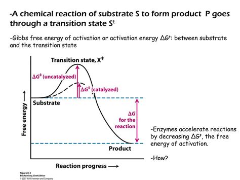 Enzyme Kinetics Equilibrium At Timothy Bottom Blog