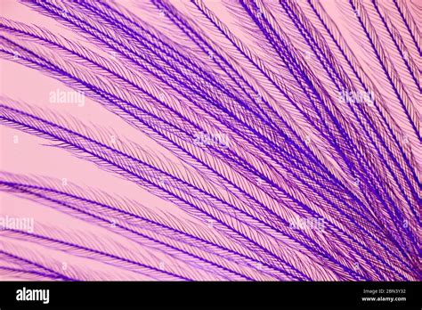 Flight Feather Under Microscope At Judith Larson Blog