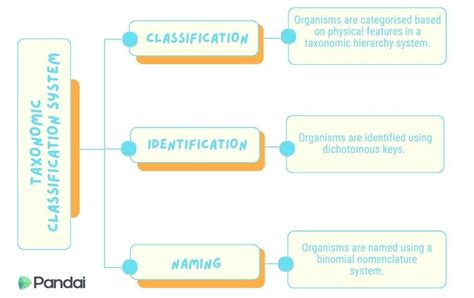 Methanogens Definition Classification Examples Video Archaea