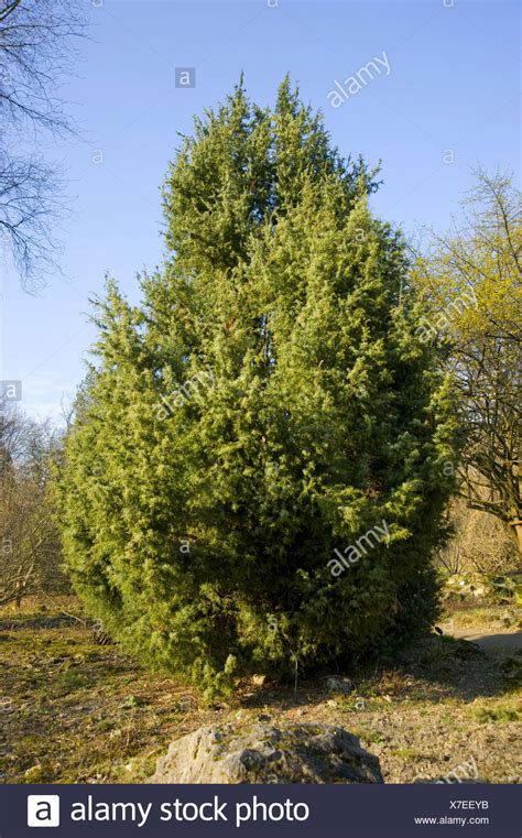 Common Juniper Tree High Resolution Stock Photography And Images Alamy