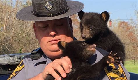 Bear Cubs Rescued By Police Officer After Mother Killed In Car Crash