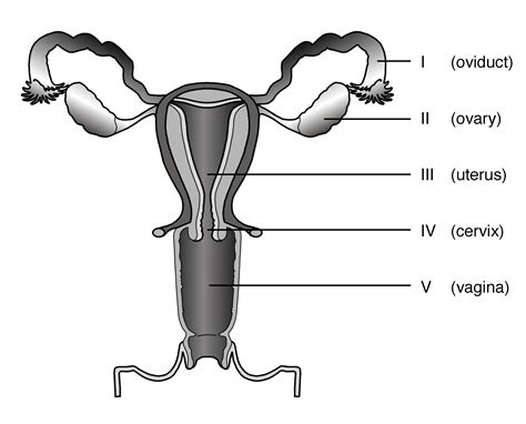 Diagram Male Reproductive System Blank Diagram And Answers