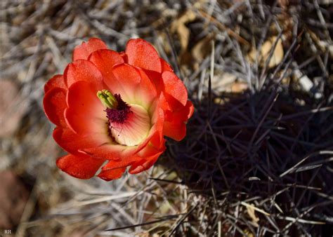Desert Flowers Wallpapers Top Free Desert Flowers Backgrounds