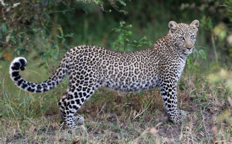 Cute Leopard Cub On The Grass Wallpaper Animal Wallpapers 52624