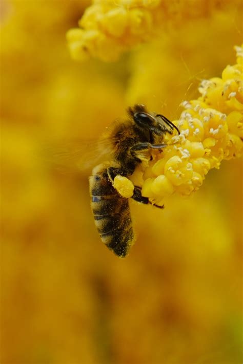 벌 곤충 수분하다 Pixabay의 무료 사진 Pixabay