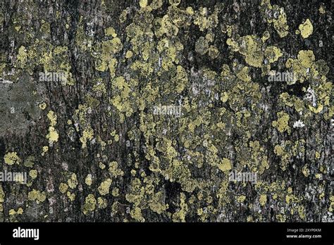 Lichens Symbiotic Communities Of Algae And Fungi In A Wide Variety Of