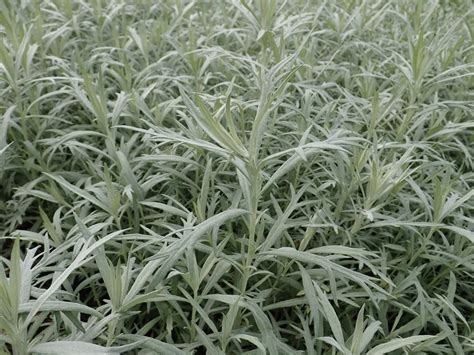 Artemisia Ludoviciana Silver Queen Como Plantar