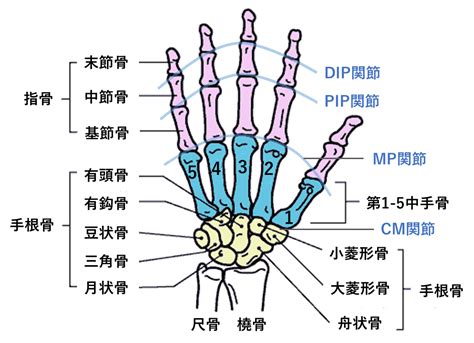 手の痛み 西田整形外科クリニック