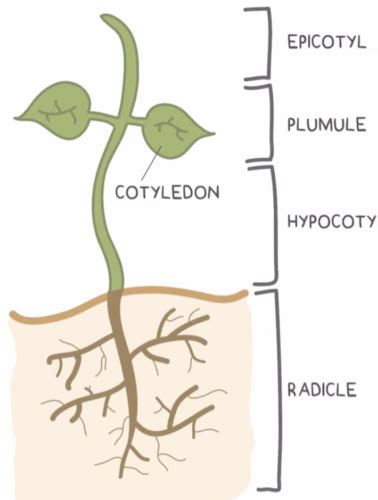 Biology Plants Flashcards Quizlet