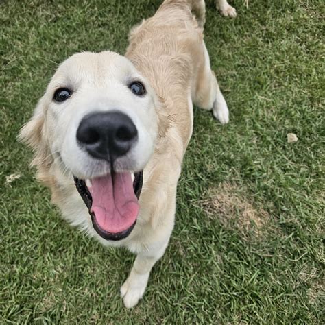 골든 리트리버 또깡이 강아지 책임분양 ♥ 강아지파양 고양이파양 유기견무료분양입양 아이조아요양보호소