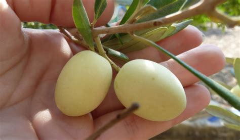 The Unique Ancient Tree That Produces Pearly White Olives Mories