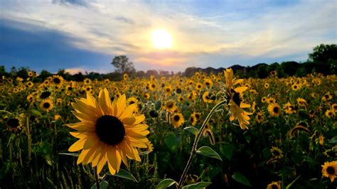 10000 Sunflower Images And Pictures Hd Pixabay