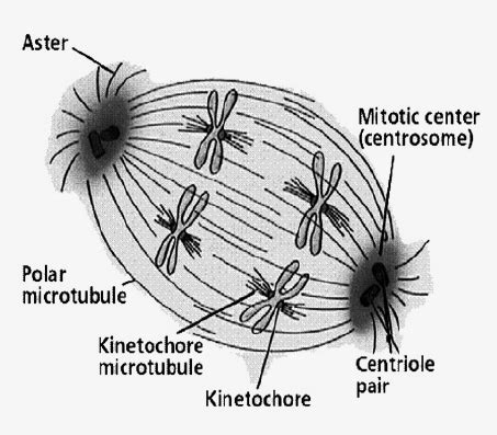 Spindle Fibers Definition Importance Composition Types And Role In Mitosis And Meiosis