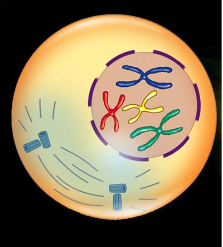 A Cell Cycle And Mitosis Flashcards Quizlet