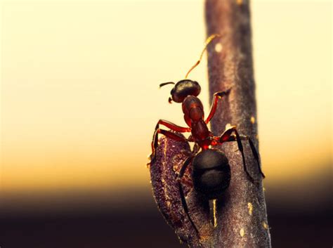 ჭიანჭველები