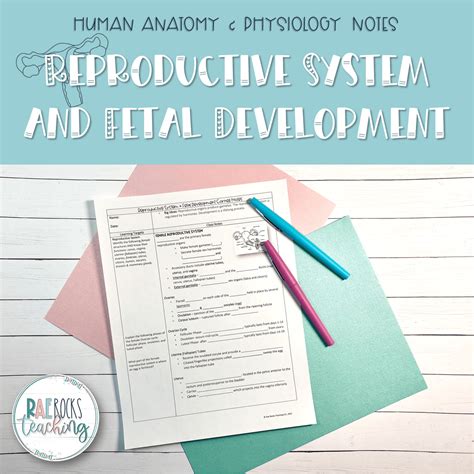 The Human Reproductive System Rae Rocks Teaching