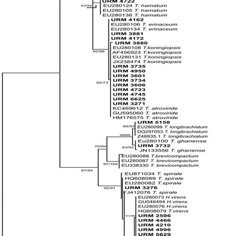 Molecular Phylogenetic Analysis Of Tef1 For Trichoderma Strains By Download Scientific Diagram