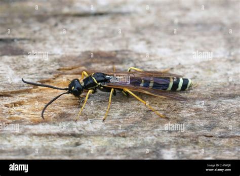 Closeup On One Of The Larger Cephid Wasps Phylloecus Xanthostoma