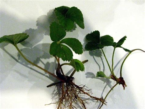 8 California Giant Strawberry Plants Extra Large Sweet Berries June