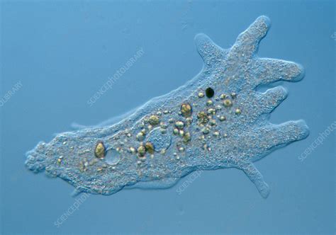 The Protozoan Amoeba Proteus Stock Image C0058259 Science Photo