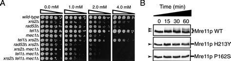 The Yeast Xrs2 Complex Functions In S Phase Checkpoint Regulation
