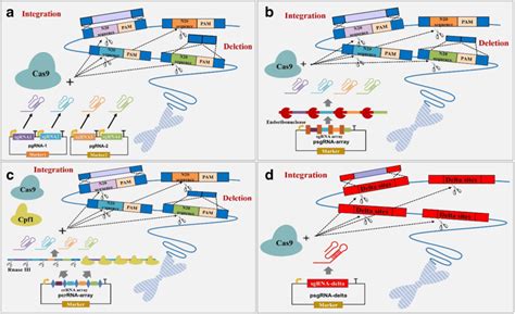 Different Strategies Of Multiplex Genome Editing In S Cerevisiae A