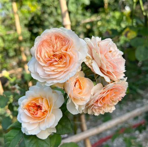 ფლორა პლიუსი პოზიტიური განწყობისათვის დღეს ჩვენთან