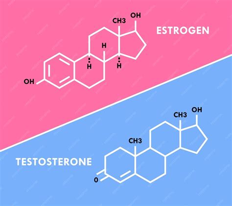 Símbolo De Hormonas De Estrógeno Y Testosterona Fórmula Molecular De