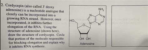 2 Cordycepin Also Called 3 Deoxy Adenosine Is A