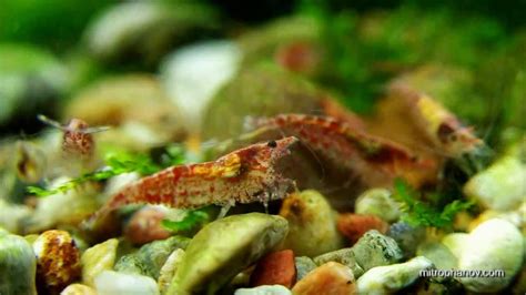 Креветка Вишня Cherry Shimp Youtube