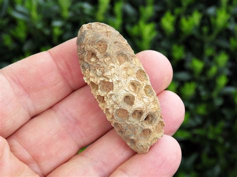 Equicalastrobus Chinleana Silicified Lycopod Cone 1