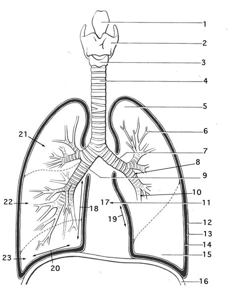 Emt Anatomy Worksheet