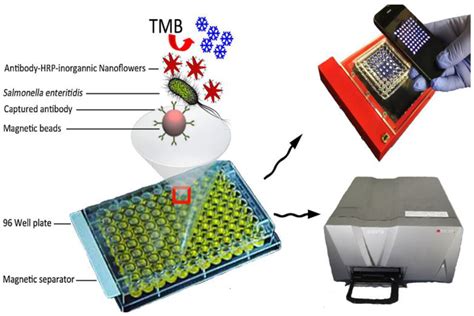 Processes Free Full Text Recent Advances In Nanomaterial Based Sensing For Food Safety Analysis