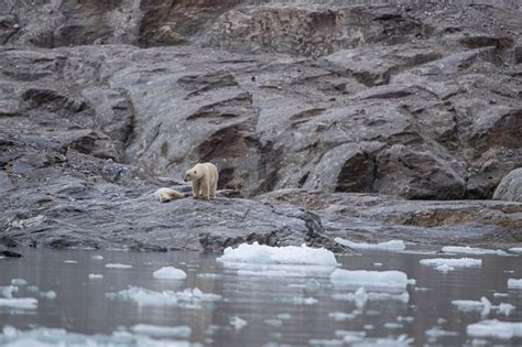 Svalbard에서 녹는 얼음에 대한 바위가 많은 해안에있는 북극곰의 전망 얼음에 대한 스톡 사진 및 기타 이미지 얼음 곰 극지 기후 Istock