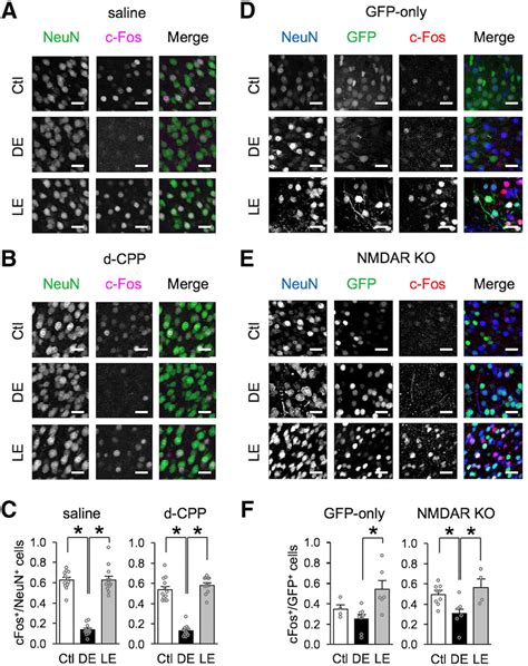 Comparison Of Neuronal Activity Measured With C Fos Expression A C