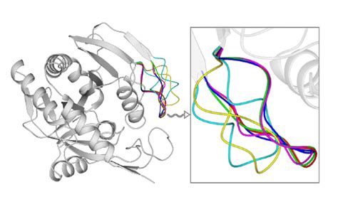 Five Randomly Selected Reconstructed Loop Models For Protein 1cb0” Download Scientific Diagram