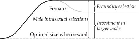 1 An Idealized Graph Of A Hypothetical Path To Male Biased Sexual Size Download Scientific