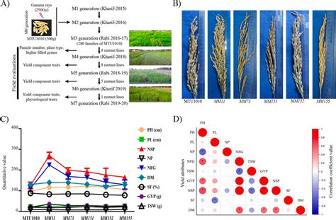 Yield Based Phenotypic Comparison Of Mtu1010 With Mutant Genotypes A