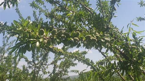 კაჭრეთი ნანიანი Youtube