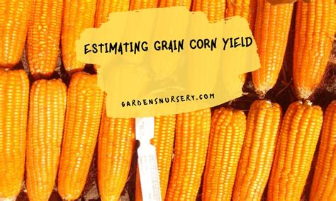 Estimating Grain Corn Yield GARDENS NURSERY