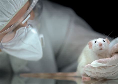 What Did Rat Park Teach Us About Addiction New Leaf Recovery
