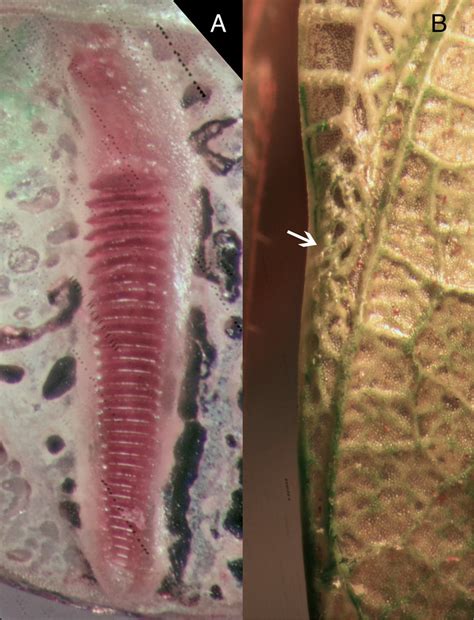 Stridulatory Organs Of Tropidonotacris Grandis A File Of The Male B